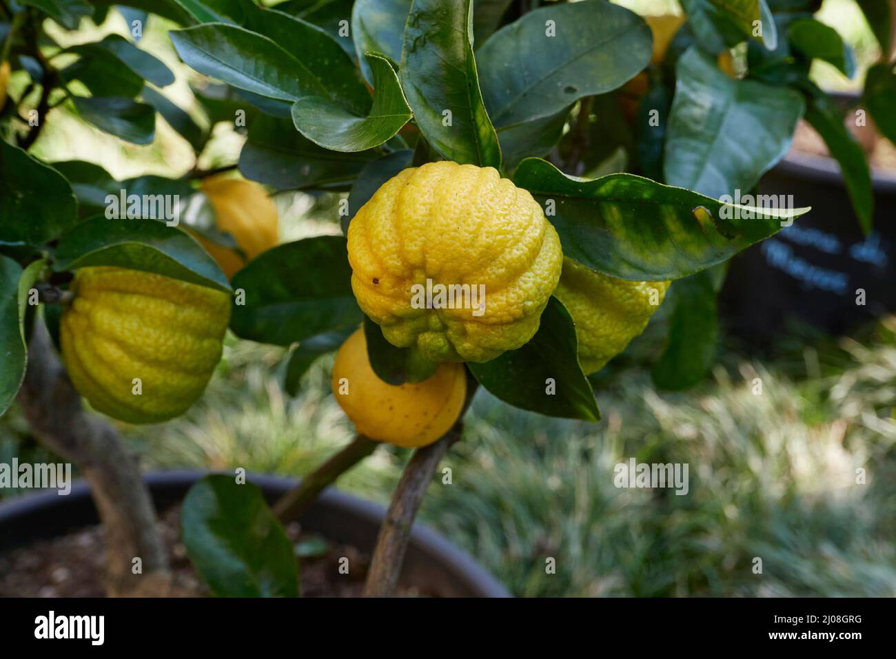 Citrus limon mellarosa branch close up Stock Photo - Alamy