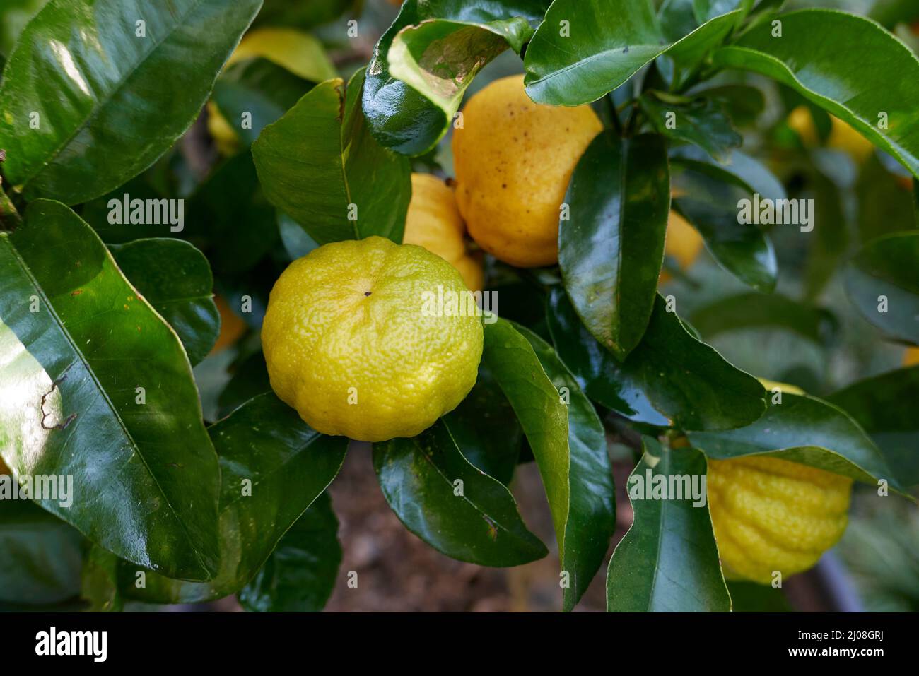 Citrus limon mellarosa branch close up Stock Photo - Alamy