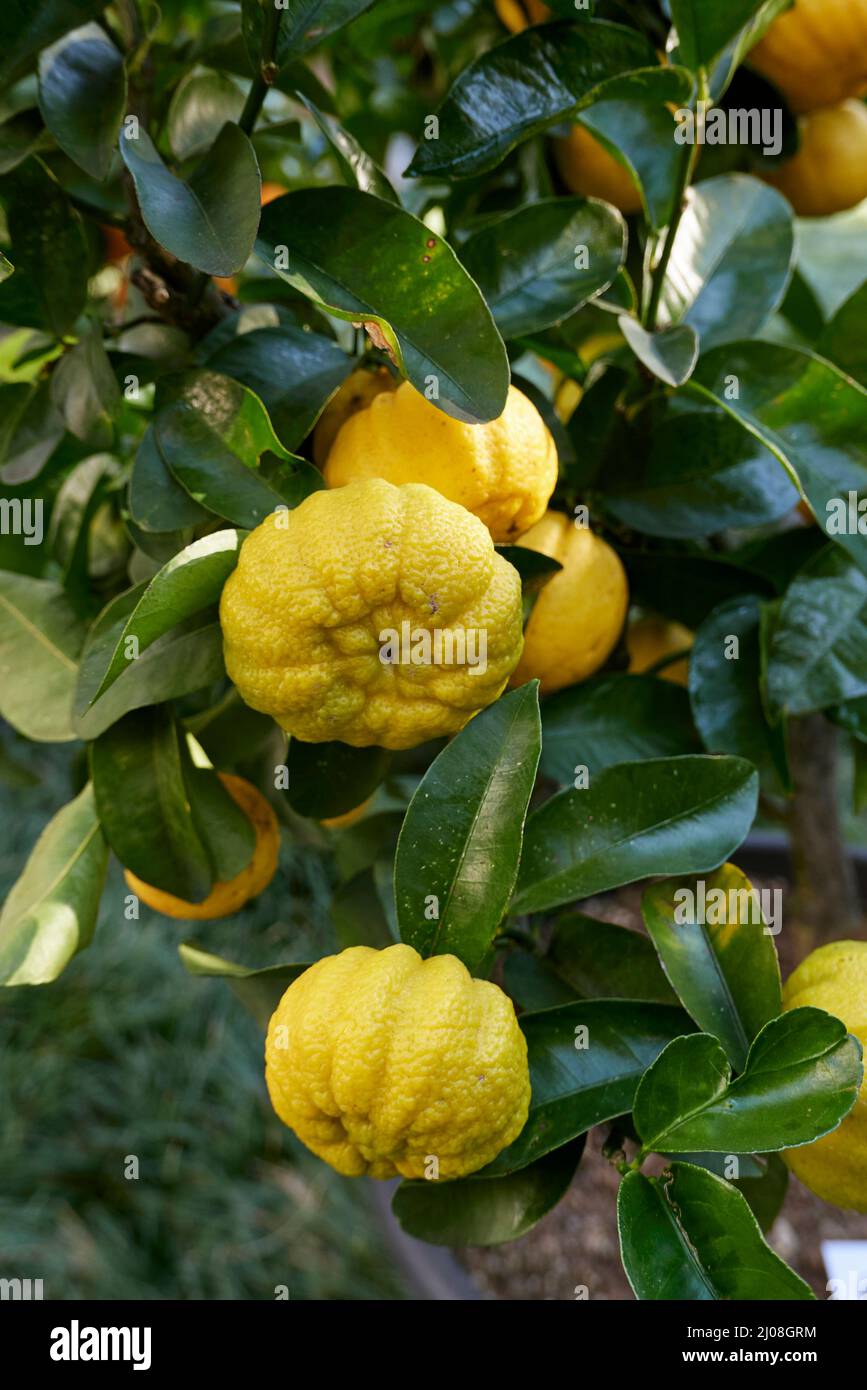 Citrus limon mellarosa branch close up Stock Photo - Alamy