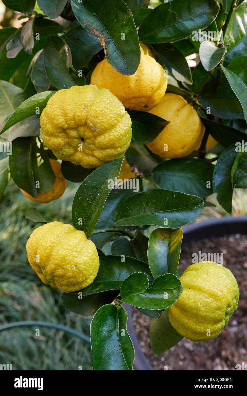 Citrus limon mellarosa branch close up Stock Photo - Alamy