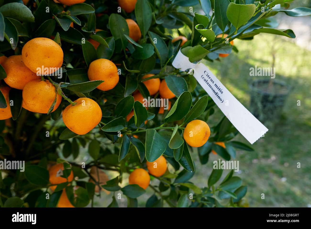 Citrus mitis calamondin hi-res stock photography and images - Alamy