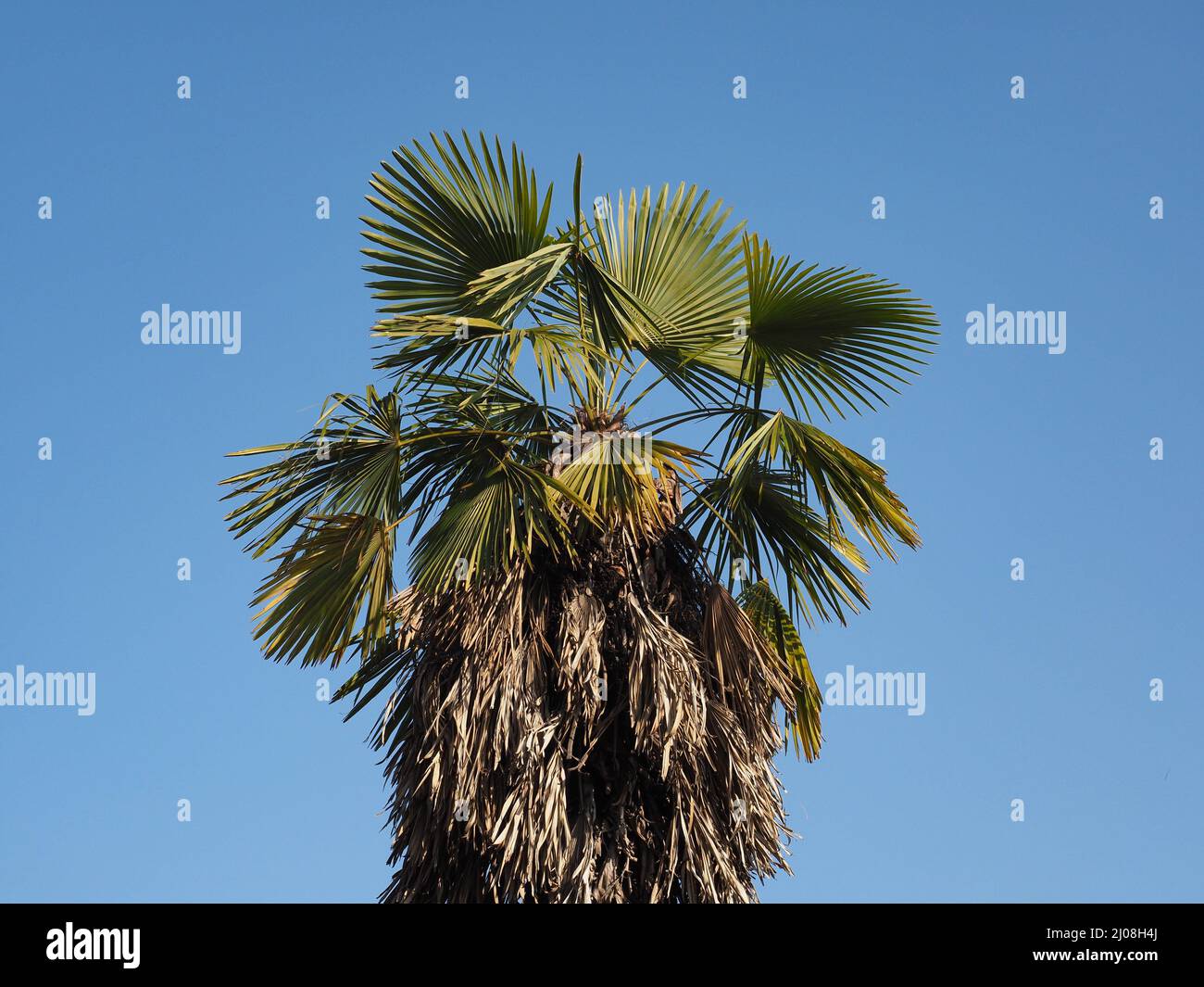 palm tree (scientific classification Arecaceae) over blue sky Stock ...