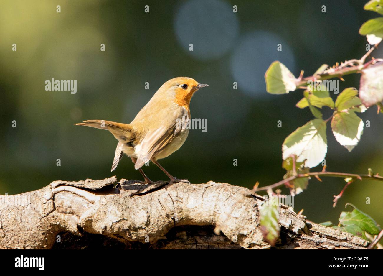 Common british garden bird hi-res stock photography and images - Alamy