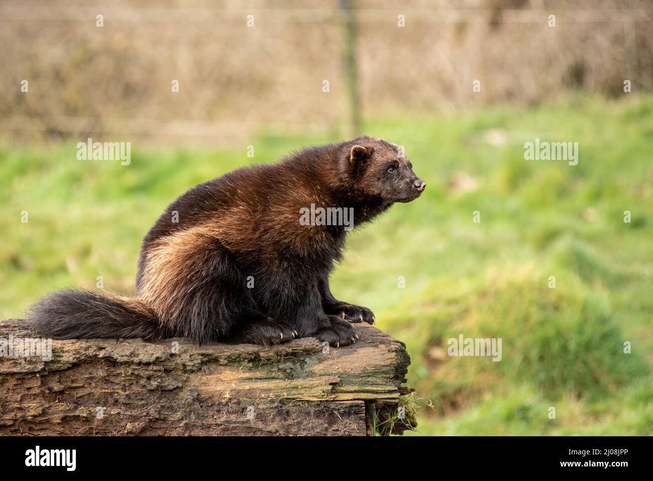 Wolverine glutton carcajou gulo gulo hi-res stock photography and ...