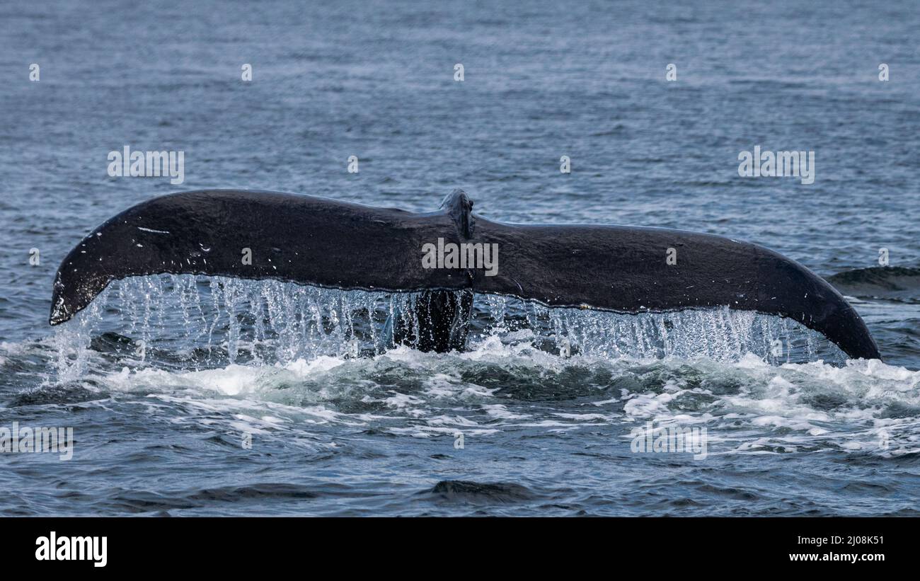 Beautiful shot of a whale's tail above the surface in the cold water of ...