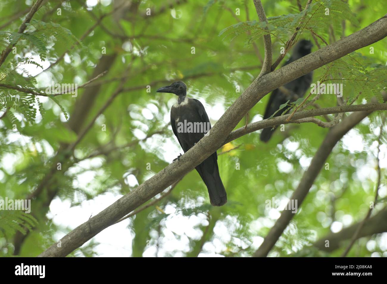 Closeup of two black crows perched on a branch of a green tree Stock ...