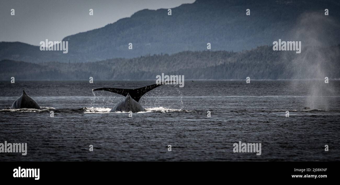 Beautiful shot of a whale's tail above the surface in the cold water of ...