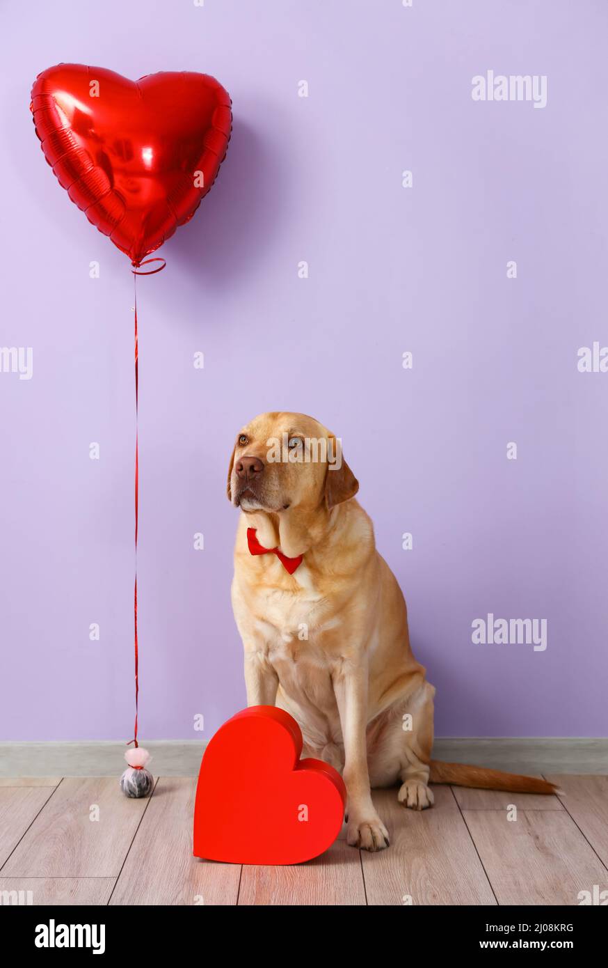 Cute Labrador dog with gift and balloon sitting near lilac wall ...