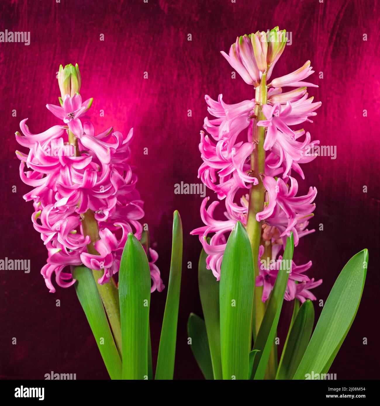 Blooming pink hyacinths hi-res stock photography and images - Alamy