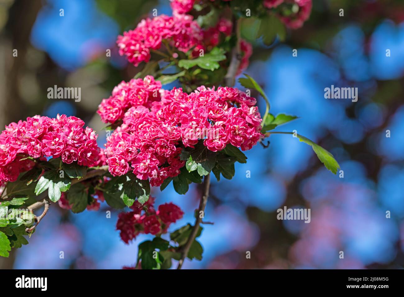 Flowering hawthorn ,Crataegus laevigata, in spring Stock Photo - Alamy