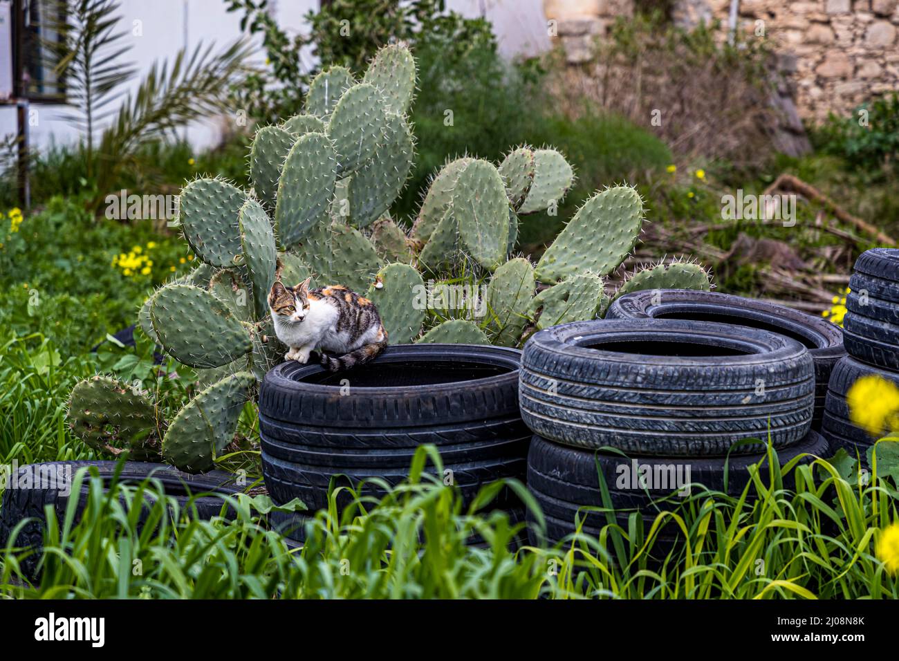 The san pedro fig hi-res stock photography and images - Alamy