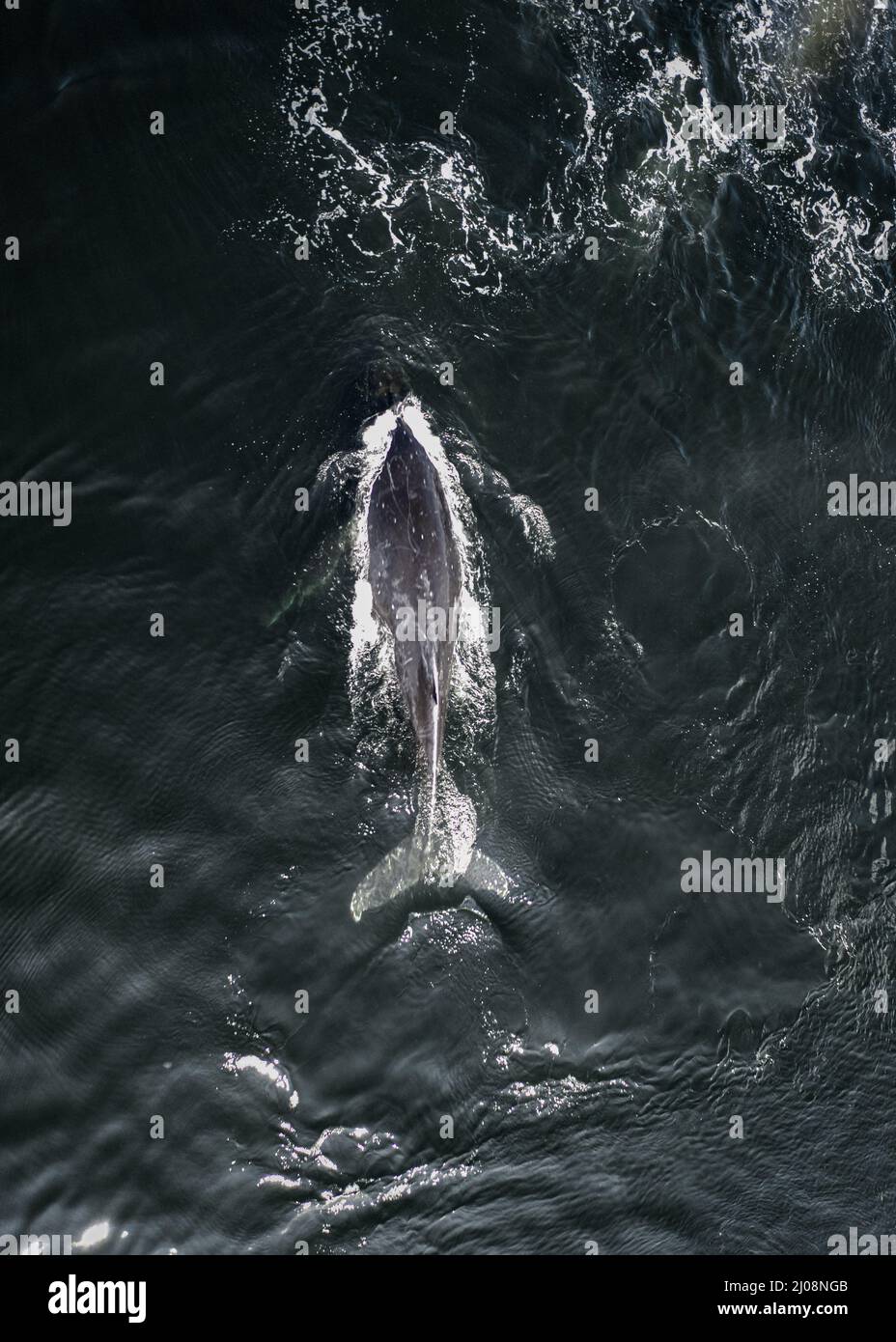 Underwater shot of a humpback whale hi-res stock photography and images ...