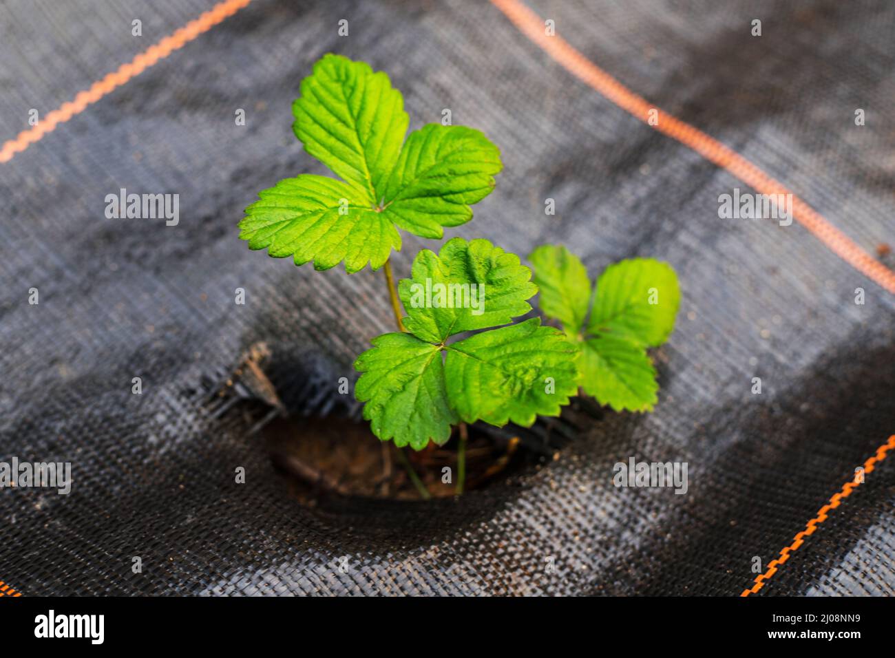 young wild strawberry plant in the garden Stock Photo - Alamy
