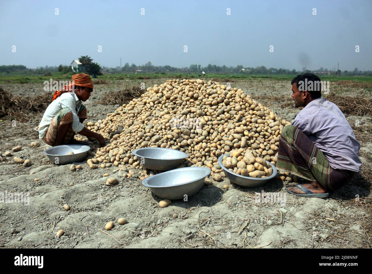 DHAKA,BANGLADESH,MARCH,17,2022- Bangladeshi farmers busy to collecting ...