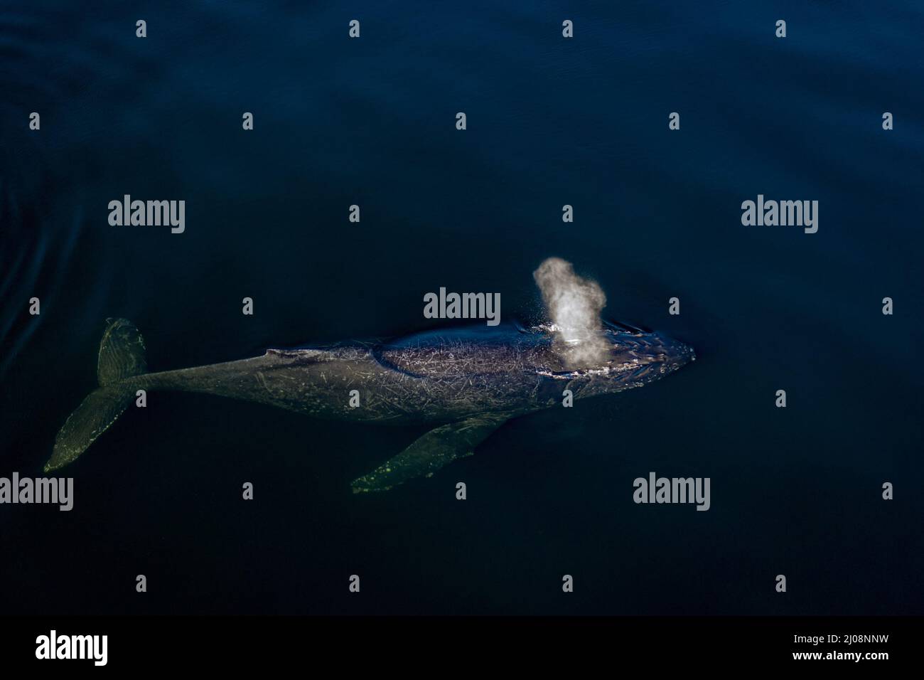 Aerial shot of a whale swimming above the surface in the cold water of ...