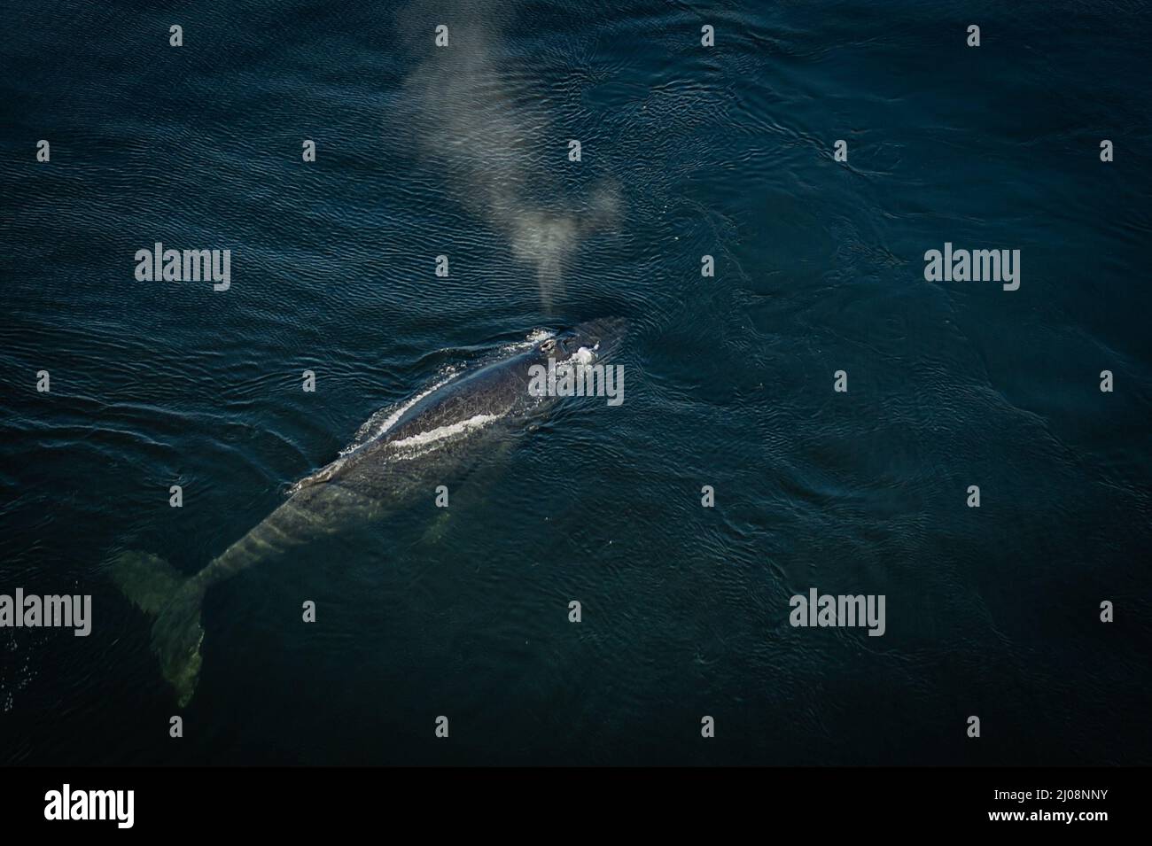 Aerial shot of a humpback whale swimming above the surface in the cold ...