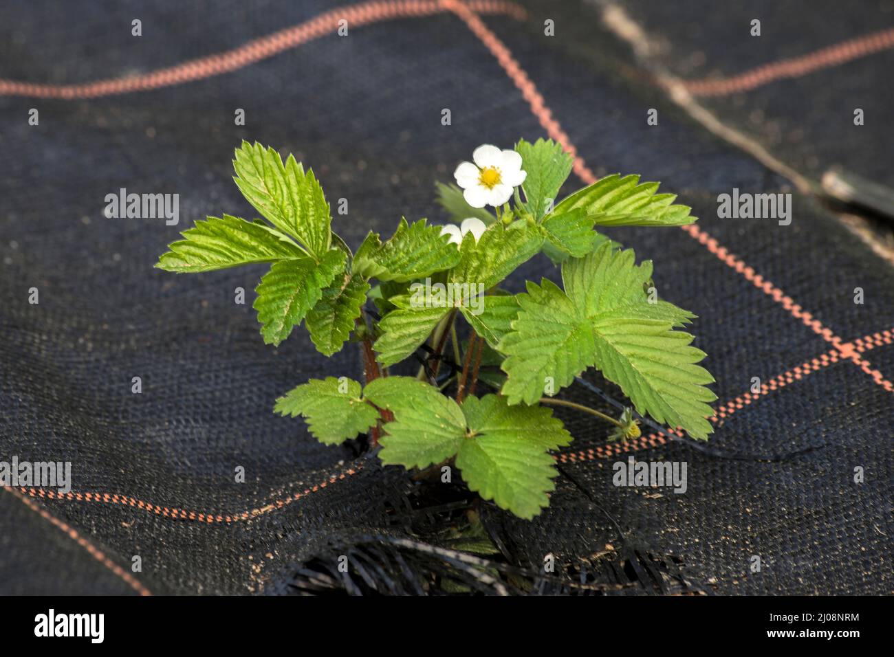 Ripe young strawberry flower hi-res stock photography and images - Alamy