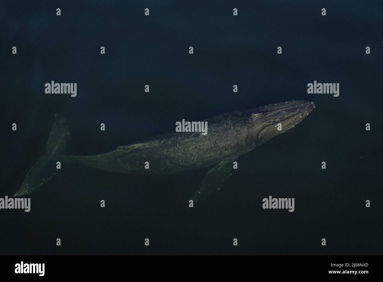 Aerial shot of a whale swimming above the surface in the cold water of ...