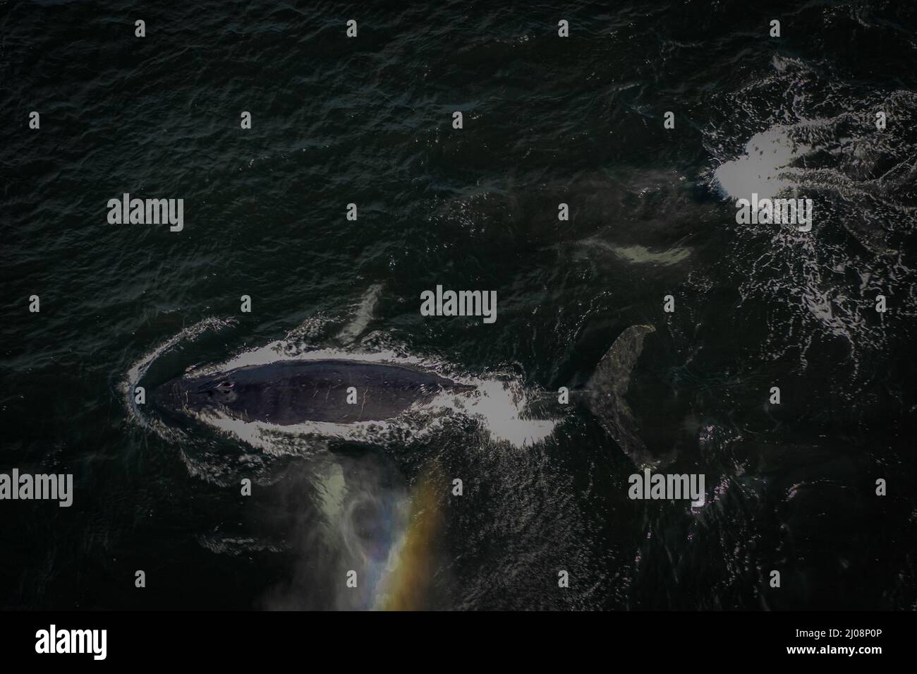 Underwater shot of a humpback whale hi-res stock photography and images ...