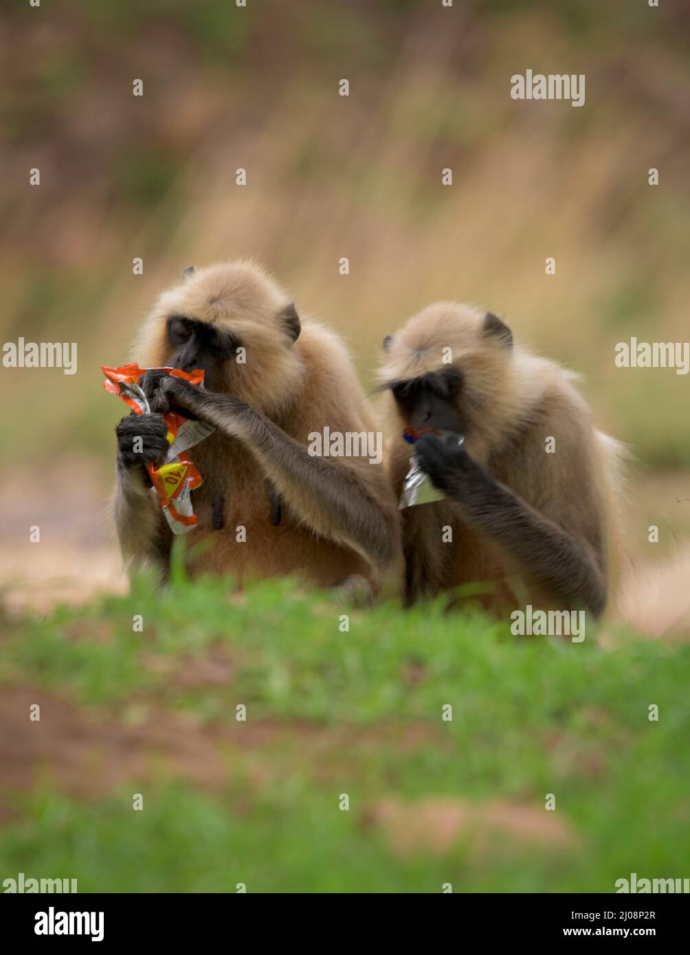 Two monkeys eating hi-res stock photography and images - Alamy