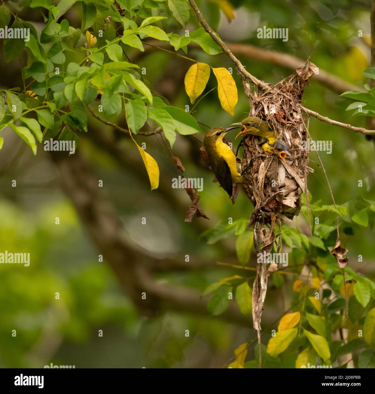 Shallow focus shot of an olive-backed sunbird feeding its chicks in the ...