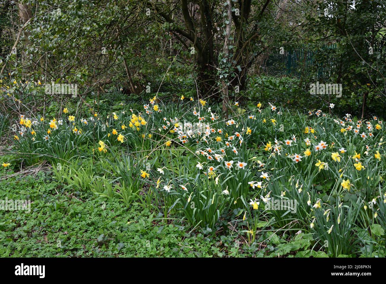 Woodland with Daffodils uk Stock Photo - Alamy