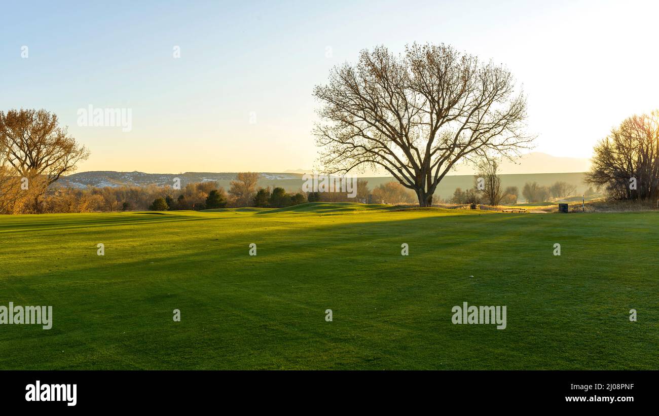 Sunset Meadow - Autumn sunset view of a big tree standing on a green ...