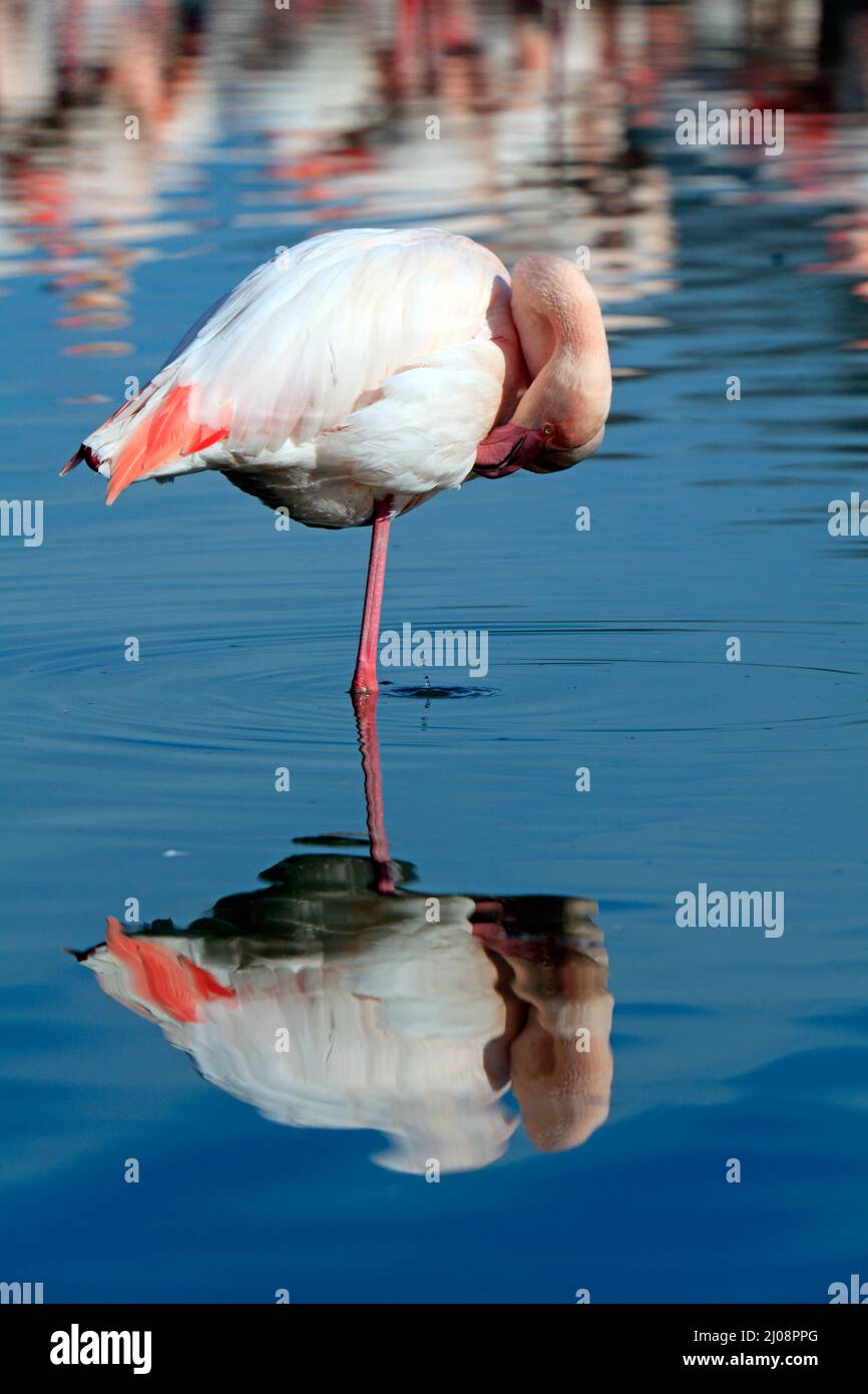 Pink flamingos in the ornithological park of Pont de Gau, located close ...