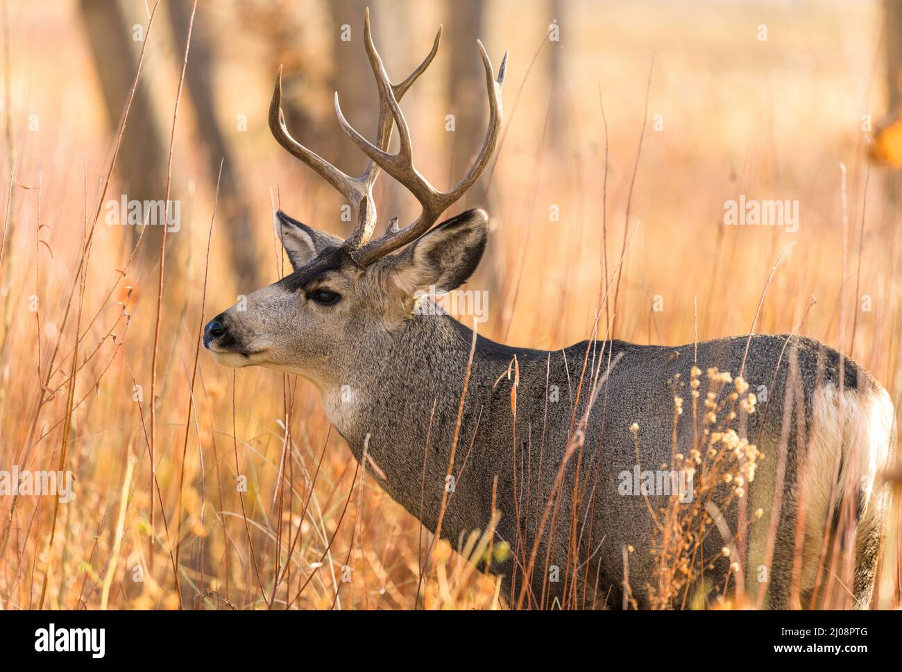 Bull Mule Deer - A close-up view of a bull mule deer standing in a ...