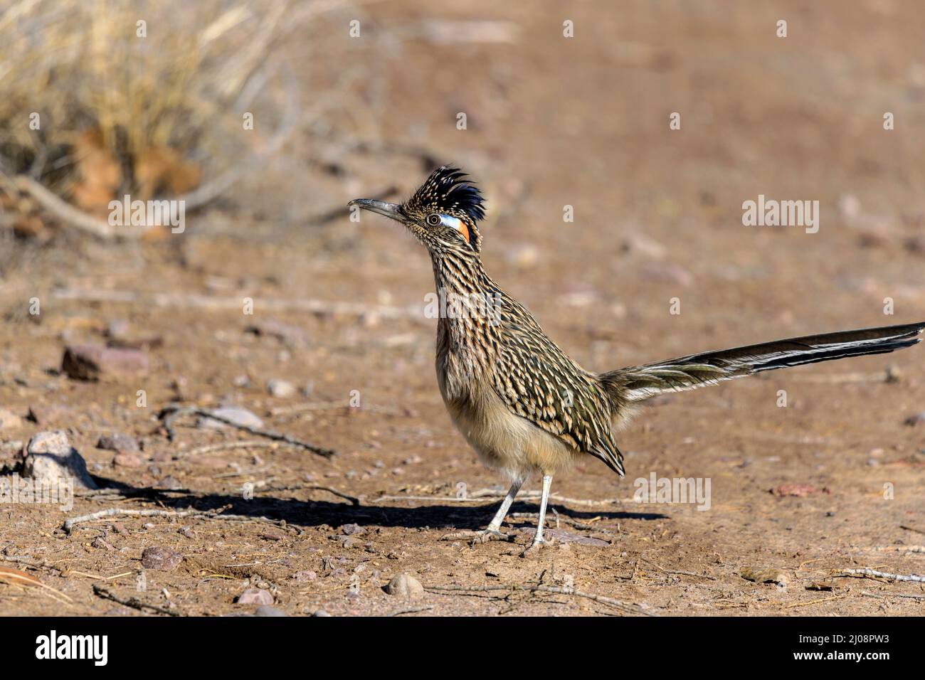 Roadrunner - A cute Greater Roadrunner bird standing in the middle of a ...