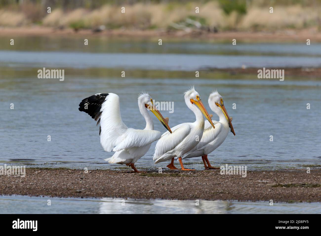 American White Pelican - Three American White Pelicans walking at shore ...