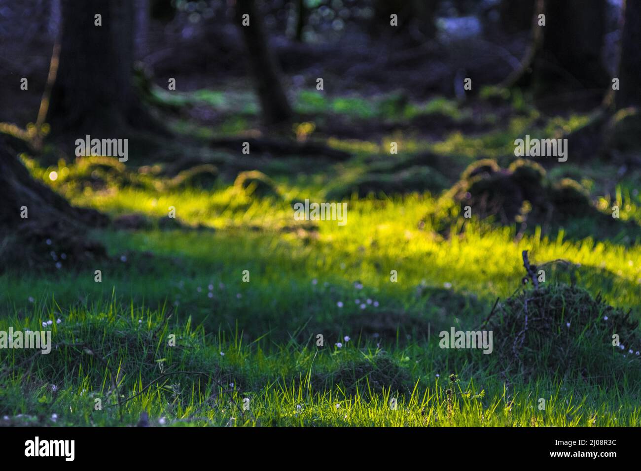 Closeup shot of a forest grassy ground with dew drops on them in ...