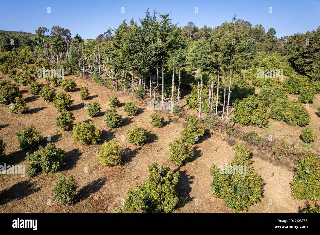 Michoacan, Mexico. 16th Mar, 2022. Avocado trees grow on newly planted ...