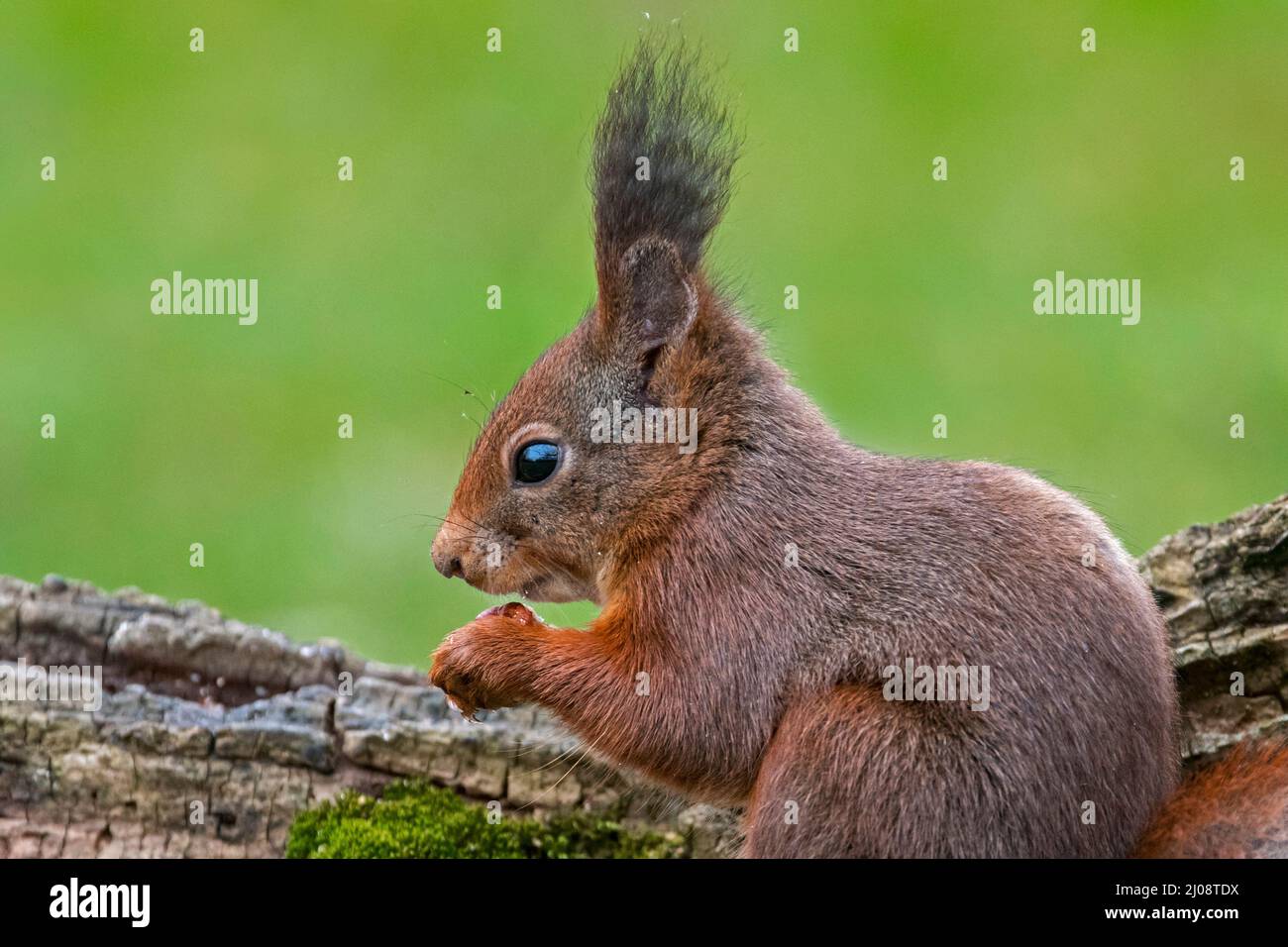 Cute Eurasian red squirrel (Sciurus vulgaris) with large ear-tufts ...