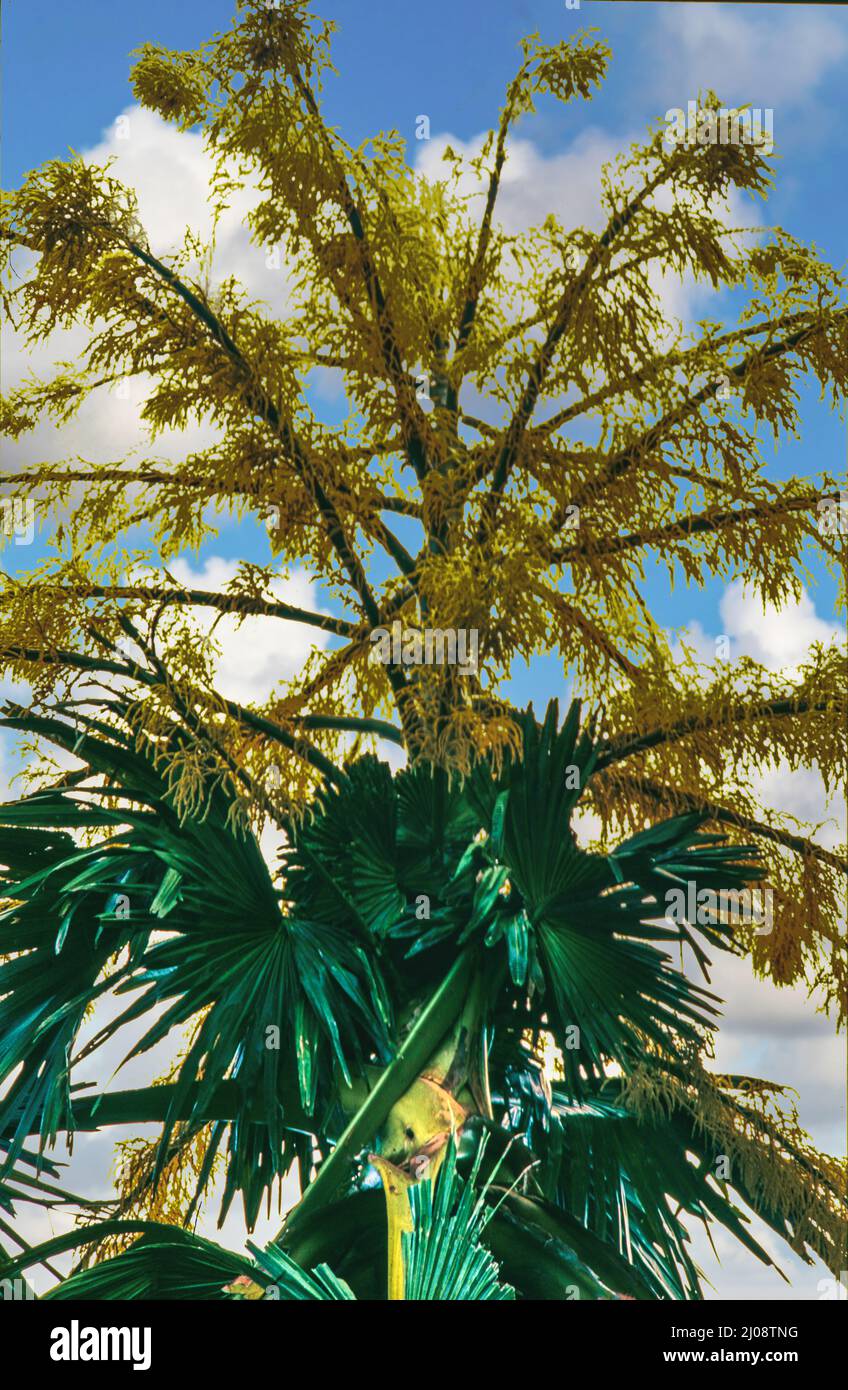 Talipot palm tree hi-res stock photography and images - Alamy