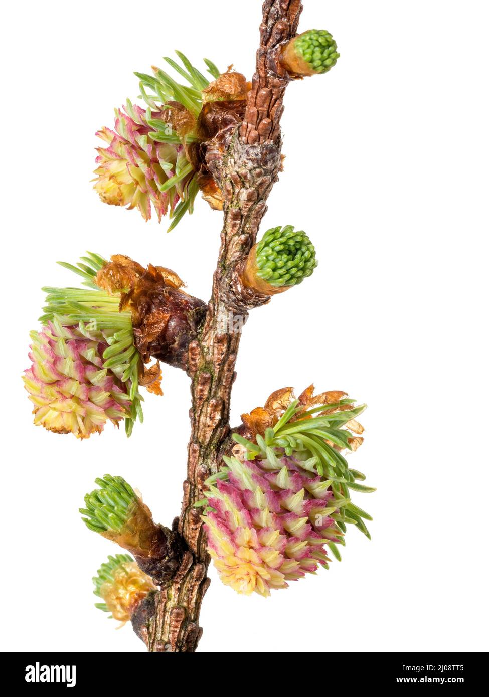 Spring baby pine cones hi-res stock photography and images - Alamy