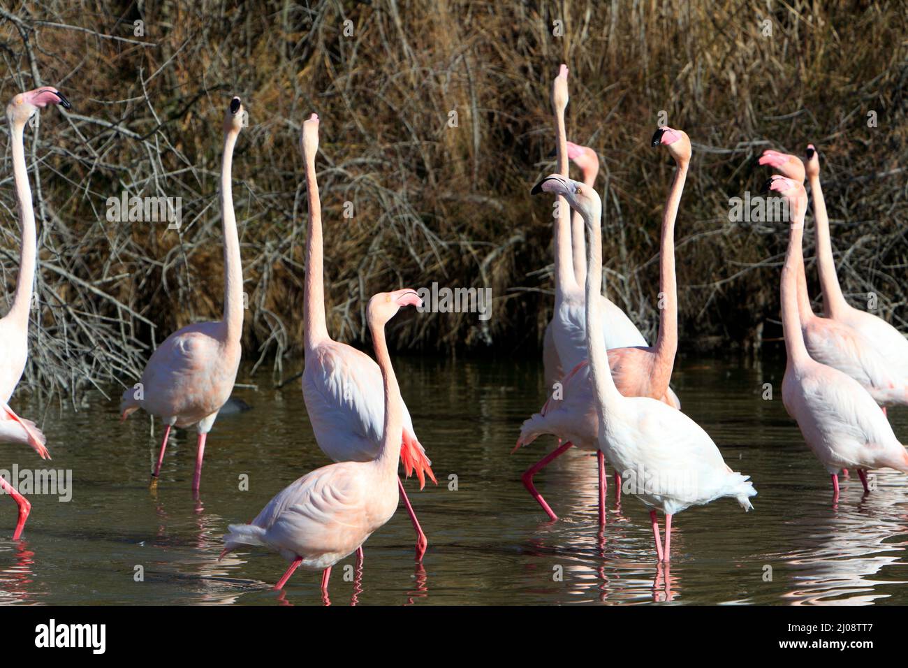 Pink flamingos in the ornithological park of Pont de Gau, located close ...