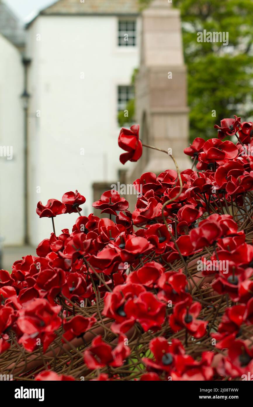 Red poppy memorial at St Magnus Cathedral Stock Photo - Alamy