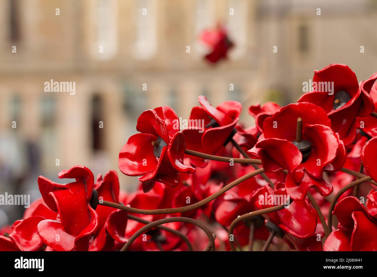 Red poppy memorial at St Magnus Cathedral Stock Photo - Alamy