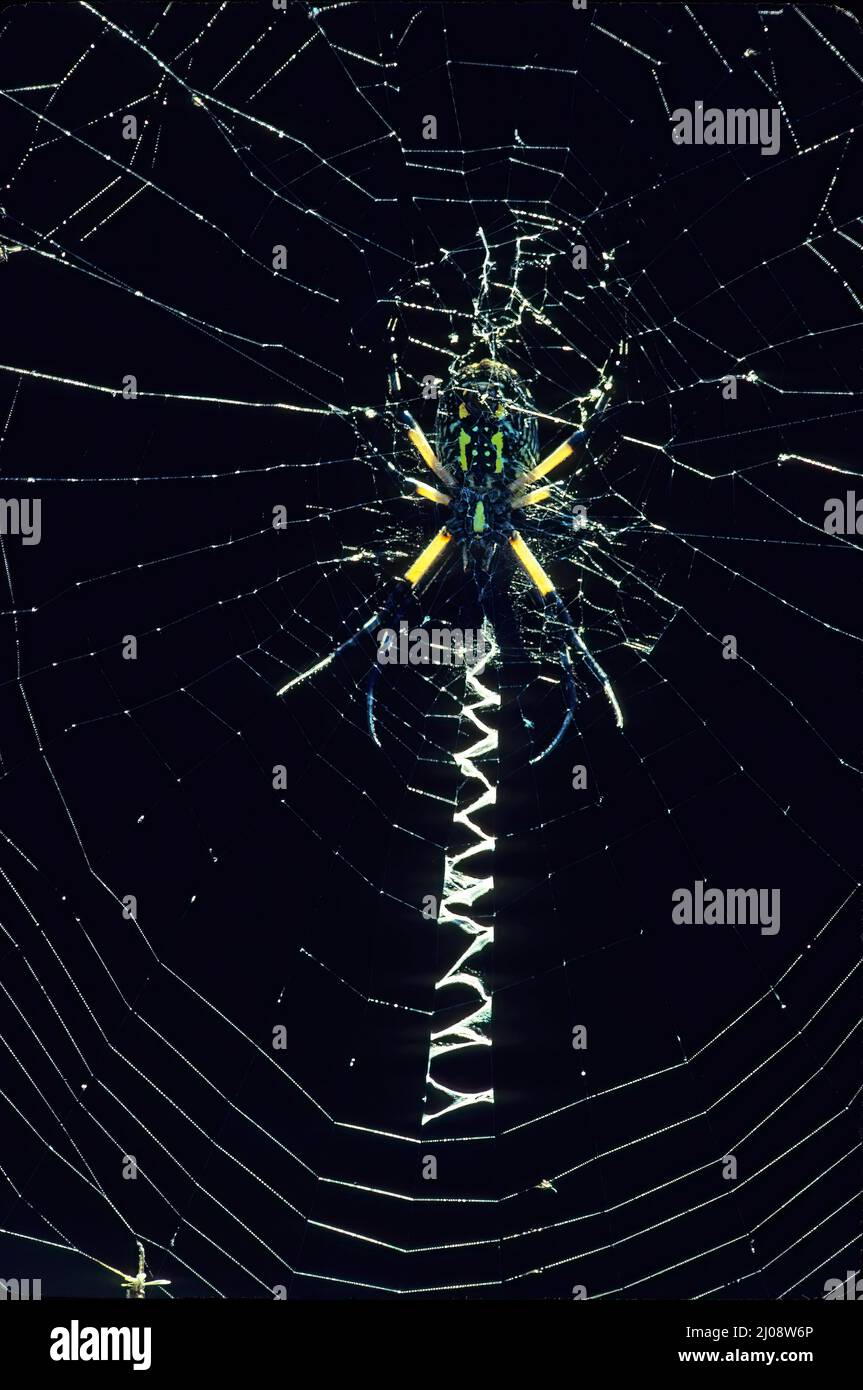 Argiope orb-weaving spider close-up Stock Photo - Alamy