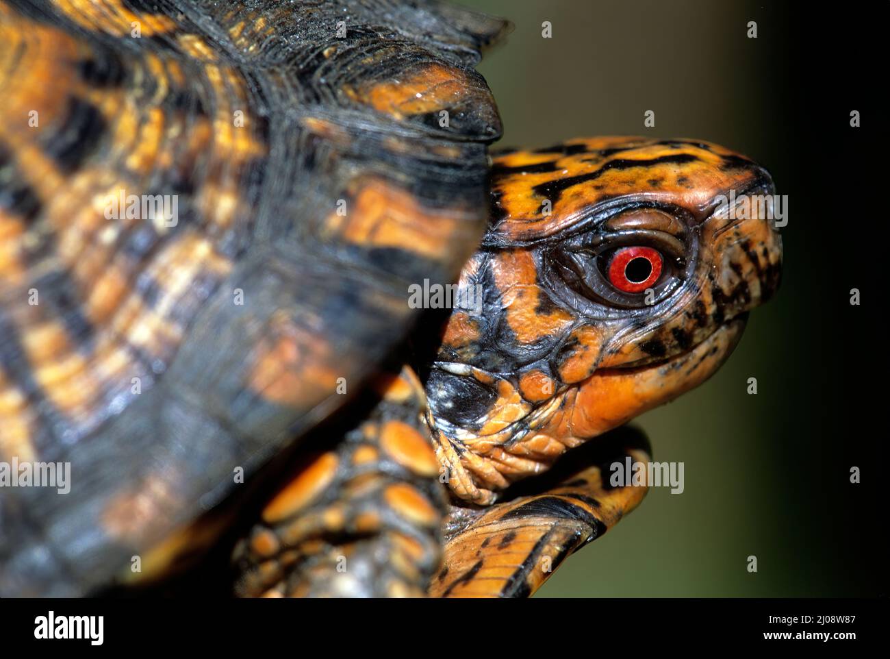 Eastern box turtle close-up Stock Photo - Alamy