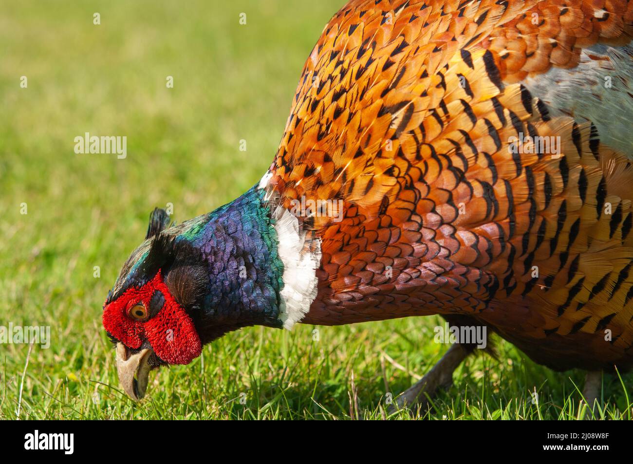 American ring-necked pheasant feeding on grass lawn Stock Photo - Alamy
