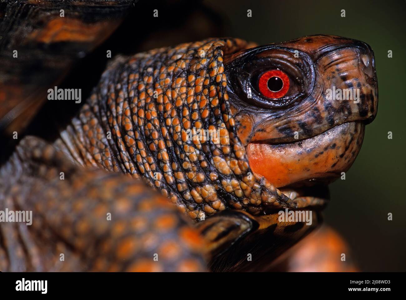 Eastern box turtle close-up Stock Photo - Alamy