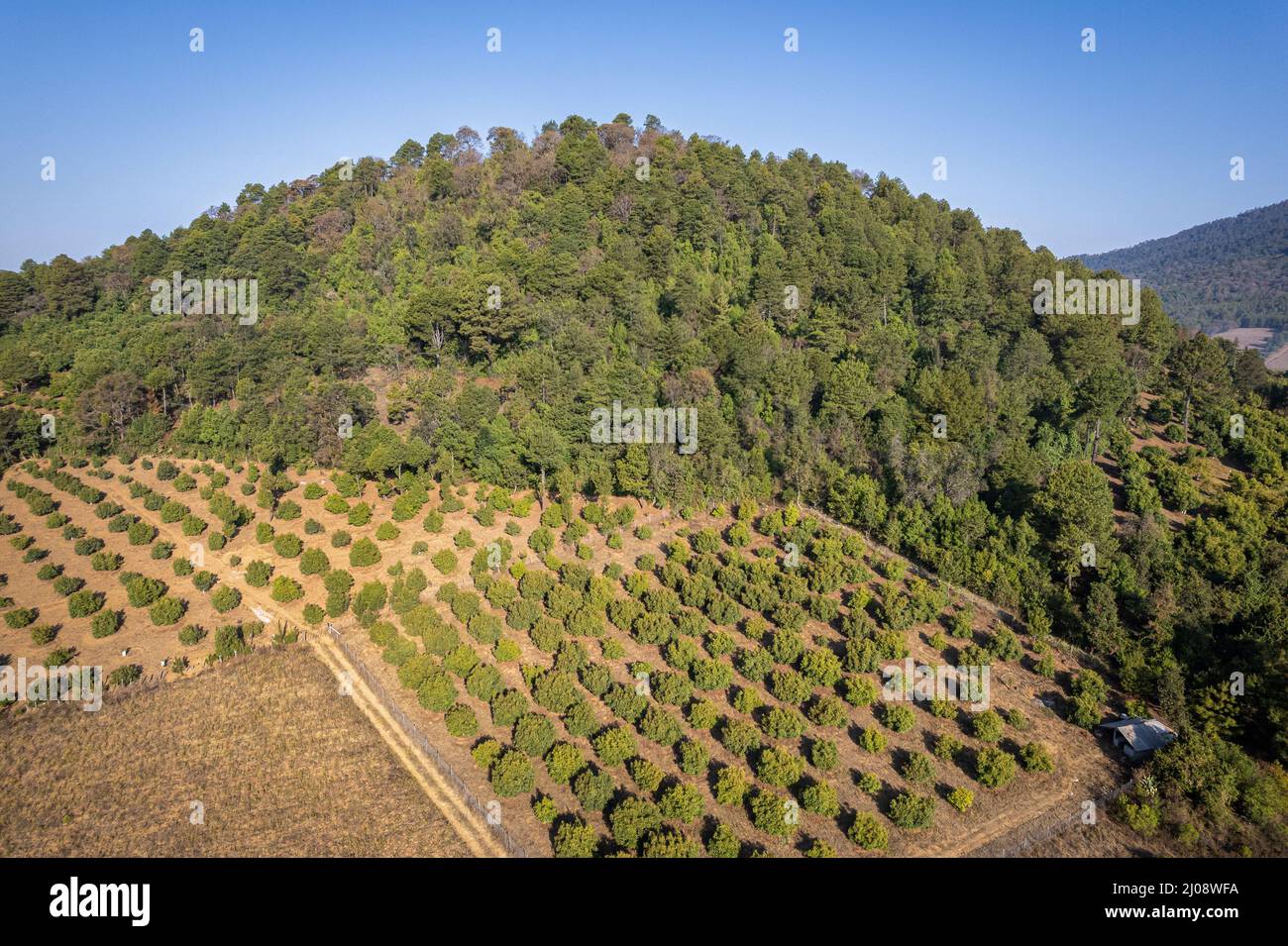 Morelia, Mexico. 16th Mar, 2022. Avocado trees grow on newly planted ...