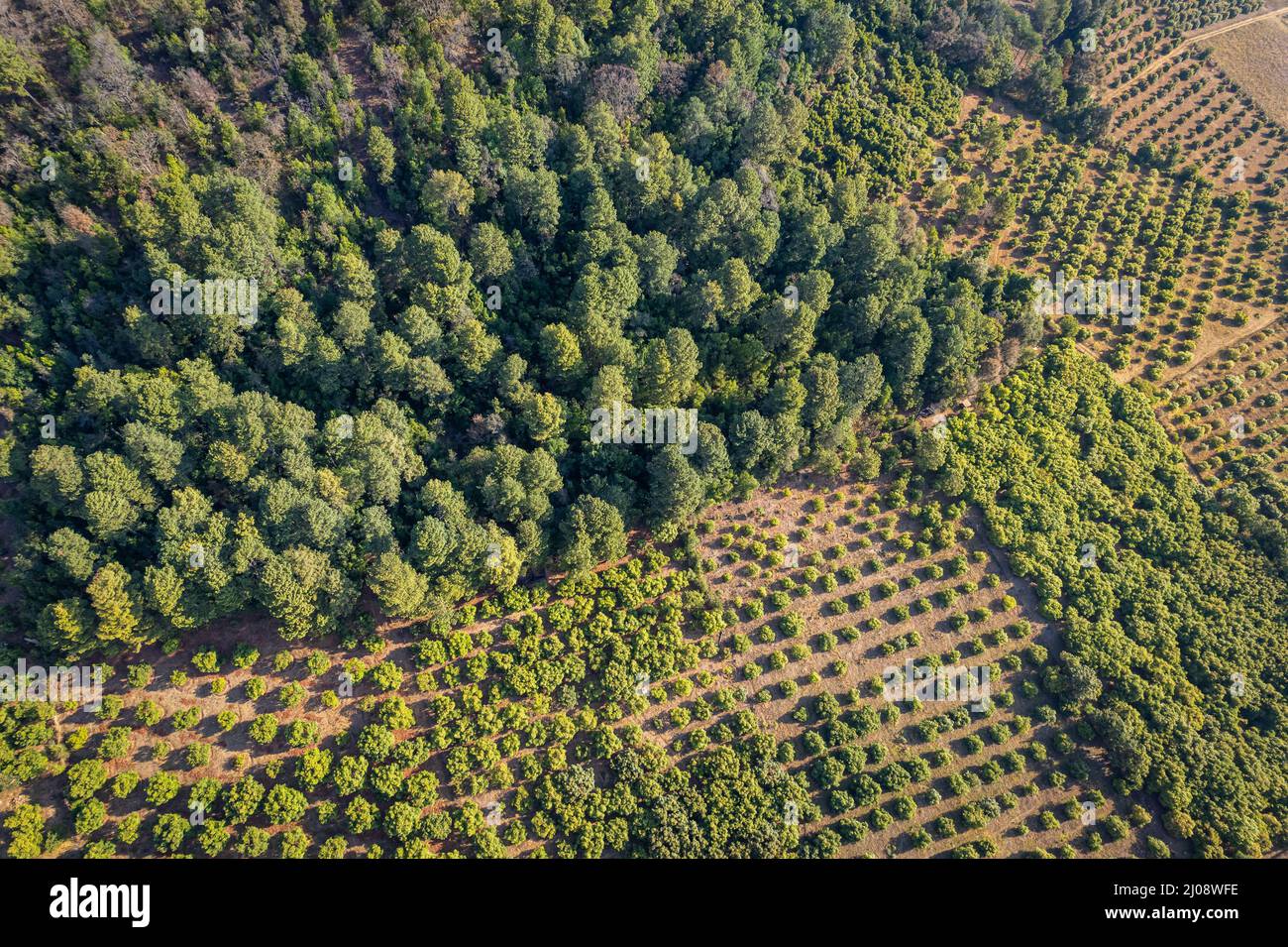 Avocado, Mexico. 16th Mar, 2022. Avocado trees grow on newly planted ...