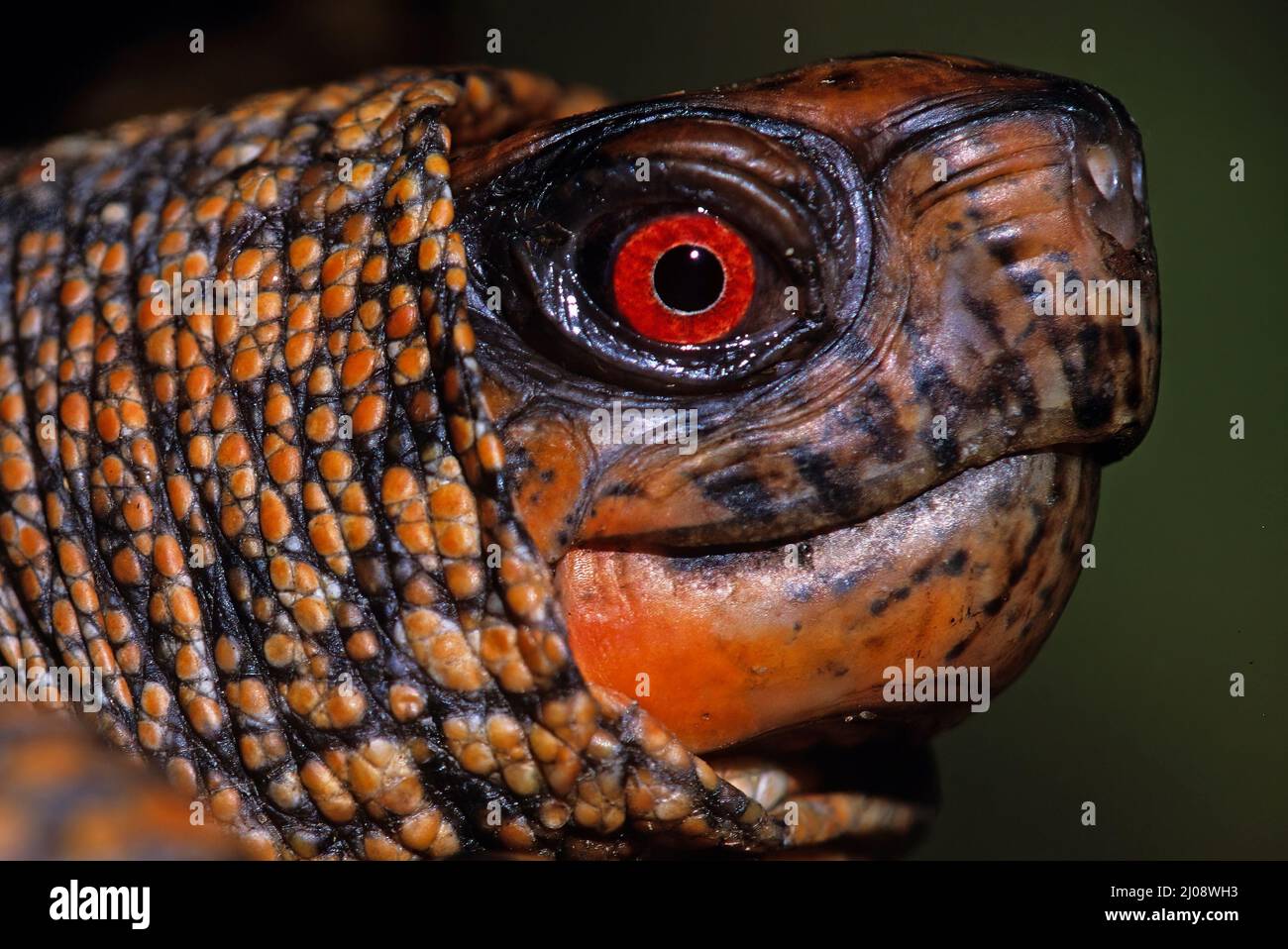 Eastern box turtle close-up Stock Photo - Alamy