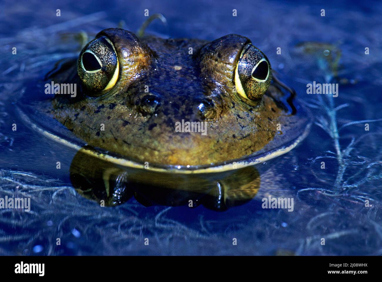 Bull frog up close Stock Photo - Alamy