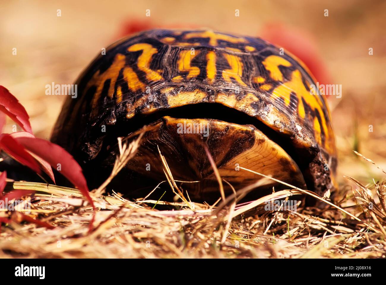 Box turtle shell closed hi-res stock photography and images - Alamy