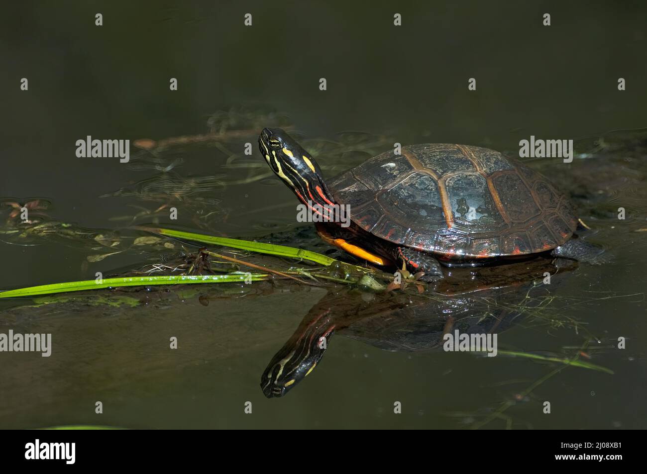 Native american turtle hi-res stock photography and images - Alamy