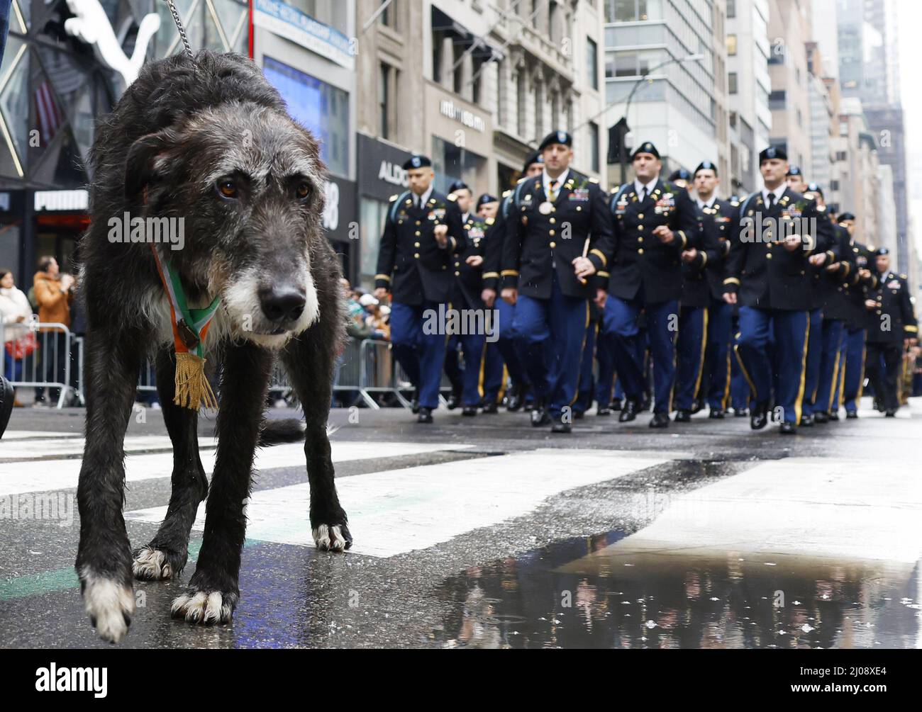 New York, USA. 17th Mar, 2022. An Irish Wolf Hound moves up the parade ...